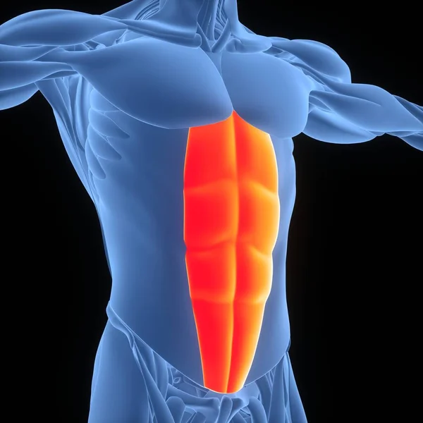 Human Muscular System Torso Muscles Anatomy. 3D - Stock Image - Everypixel