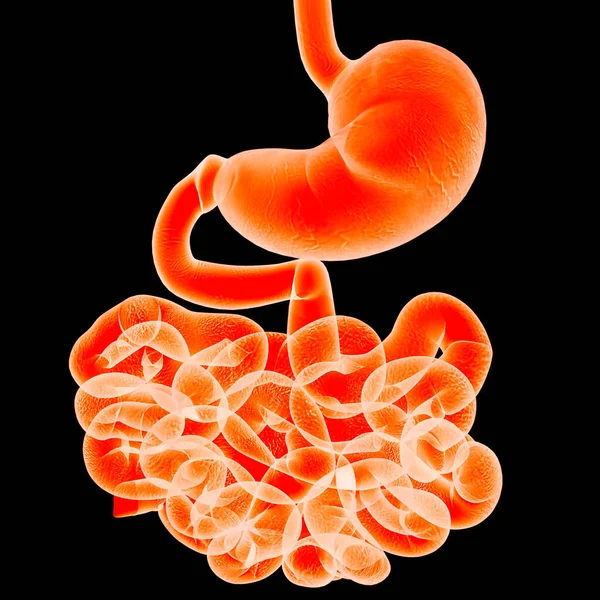 Human Digestive System Anatomy Stock Photo by ©magicmine 589342708