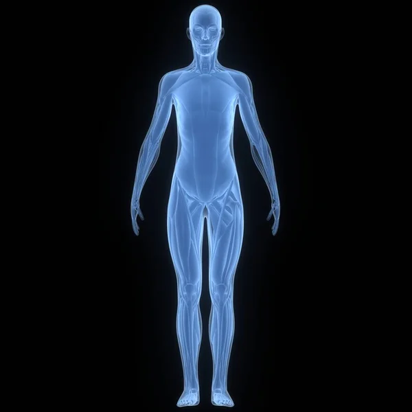 Human standing anatomy Images - Search Images on Everypixel