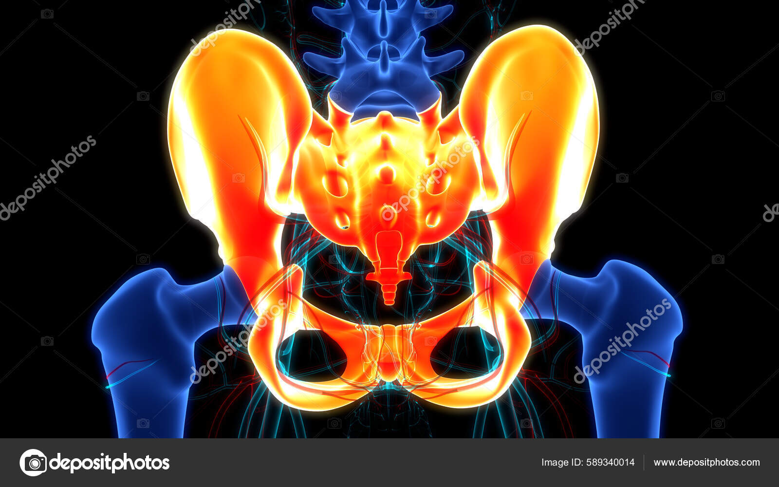 Human Skeleton System Pelvic Girdle Bone Joints Anatomy — Стокове фото ...