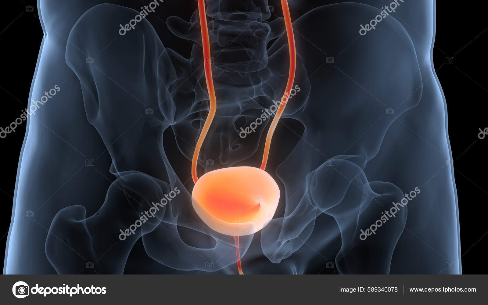 Human Urinary System Bladder Anatomy Stock Photo by ©magicmine 589340078