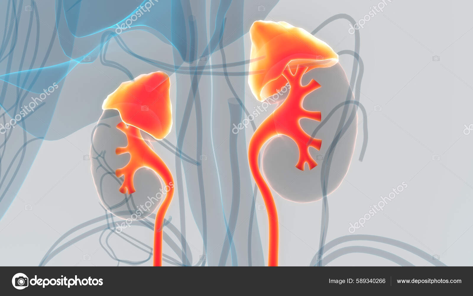 Human Urinary System Adrenal Glands Anatomy — Stock Photo © magicmine ...
