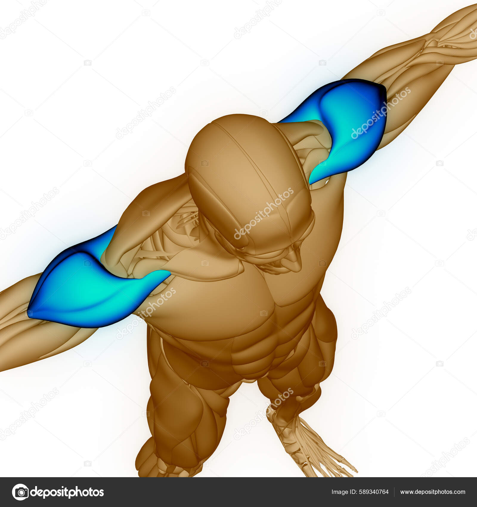 Human Muscular System Arm Muscles Muscles Anatomy Stock Illustration by ...