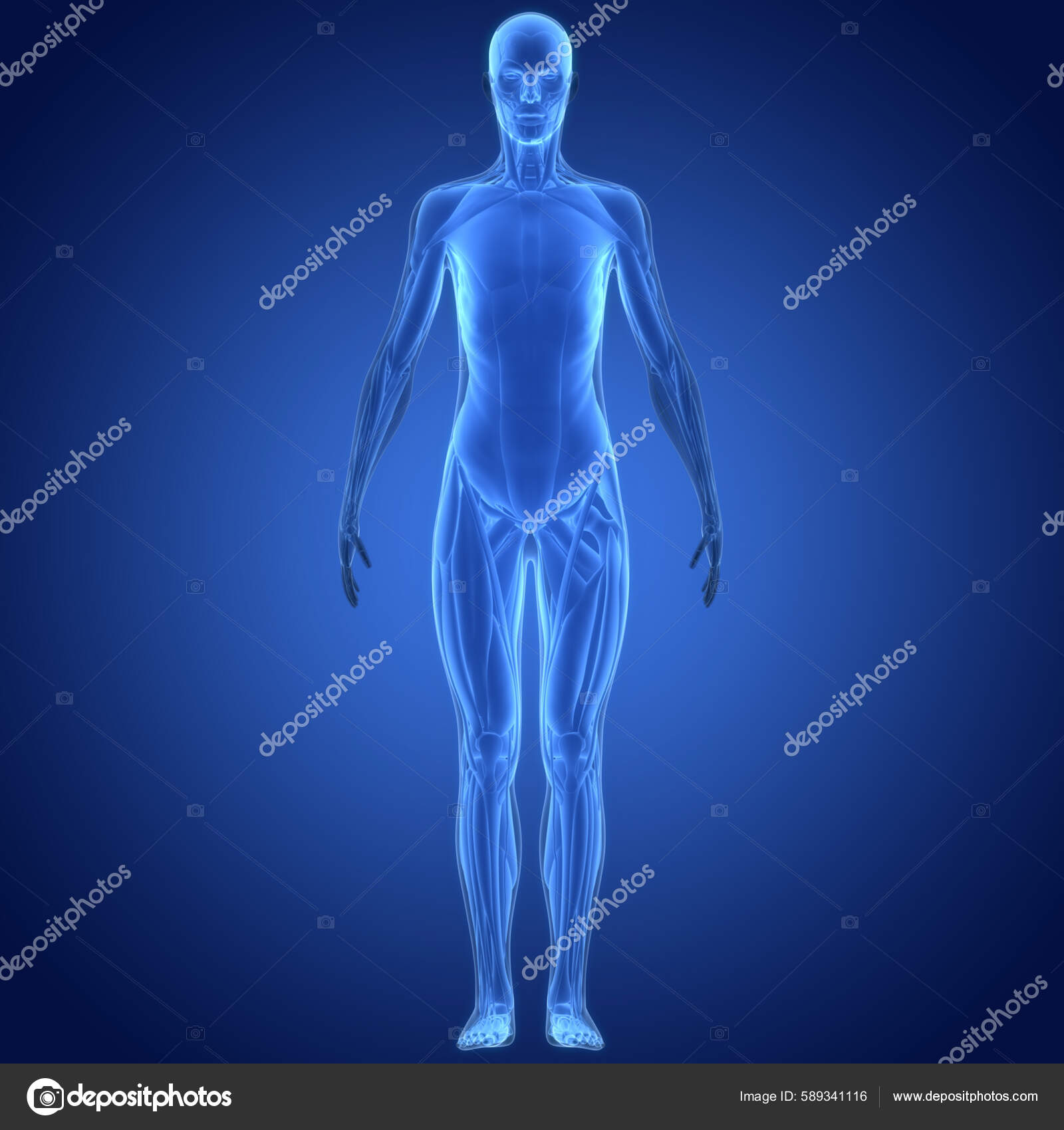 Muskler Anatomi Tredimensionell — Stockfotografi © magicmine #589341116