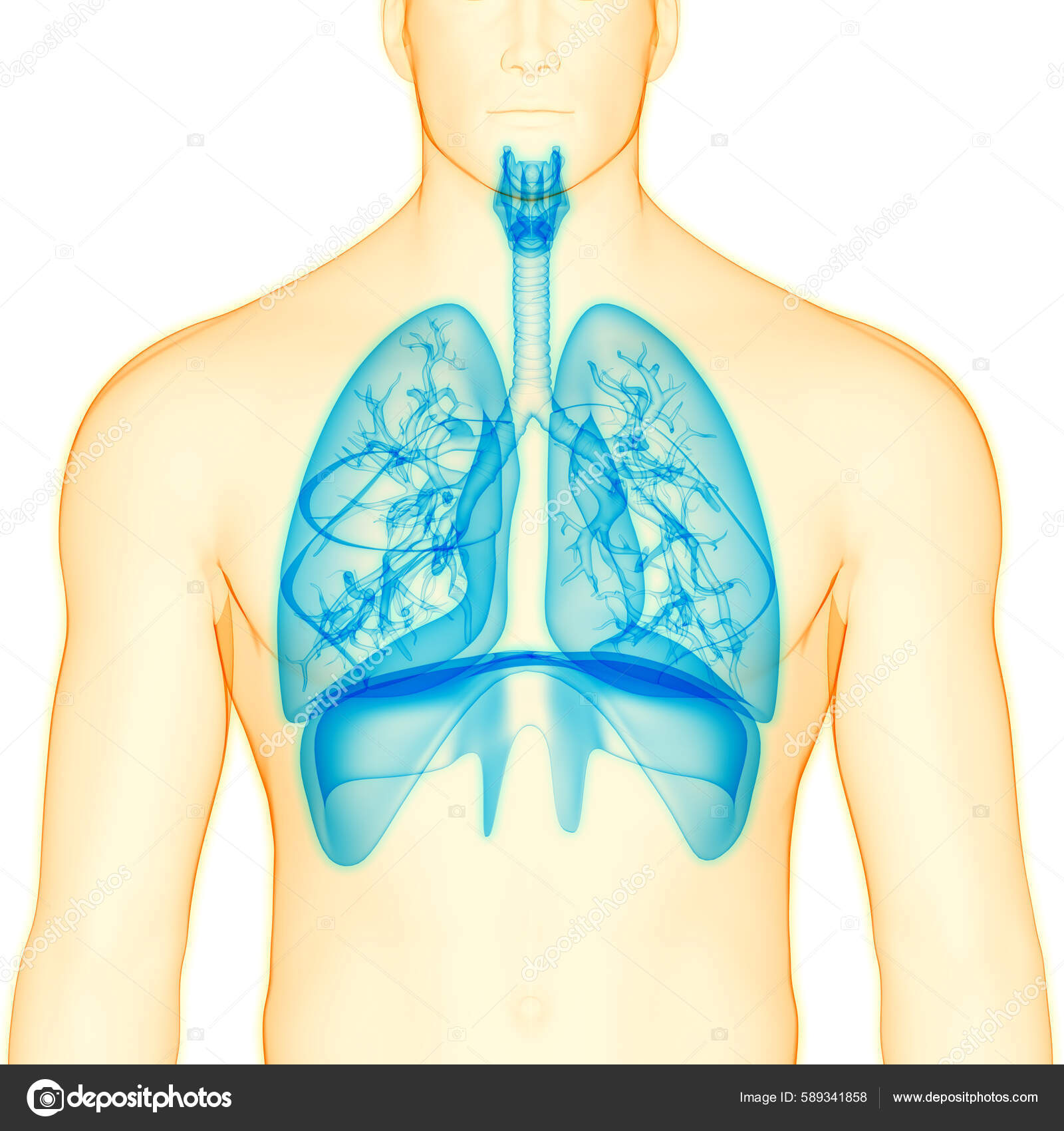 Gambar Sistem Pernapasan Manusia