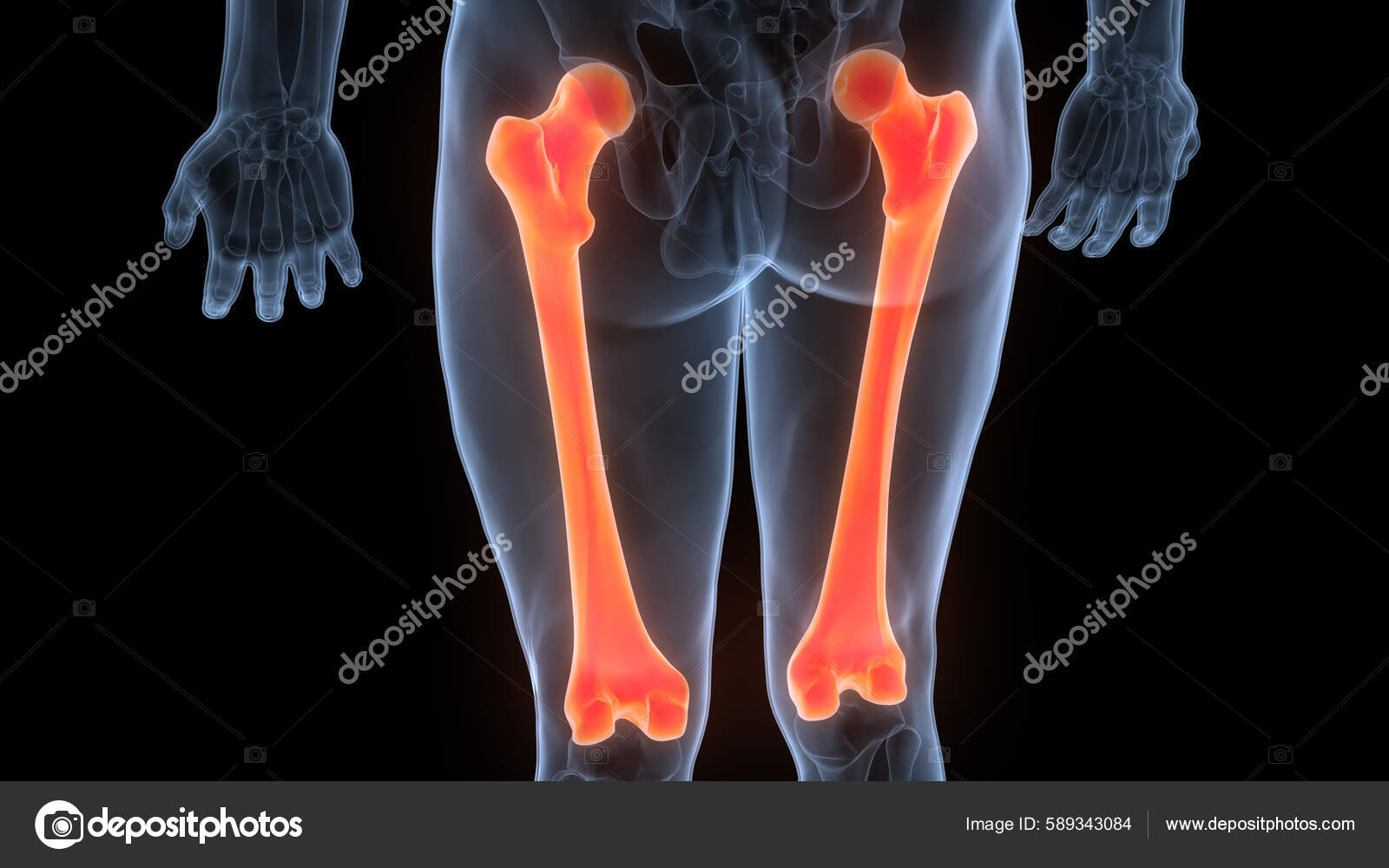 Sistema Esqueleto Humano Pernas Ossos Articula Anatomia Ilustração ...