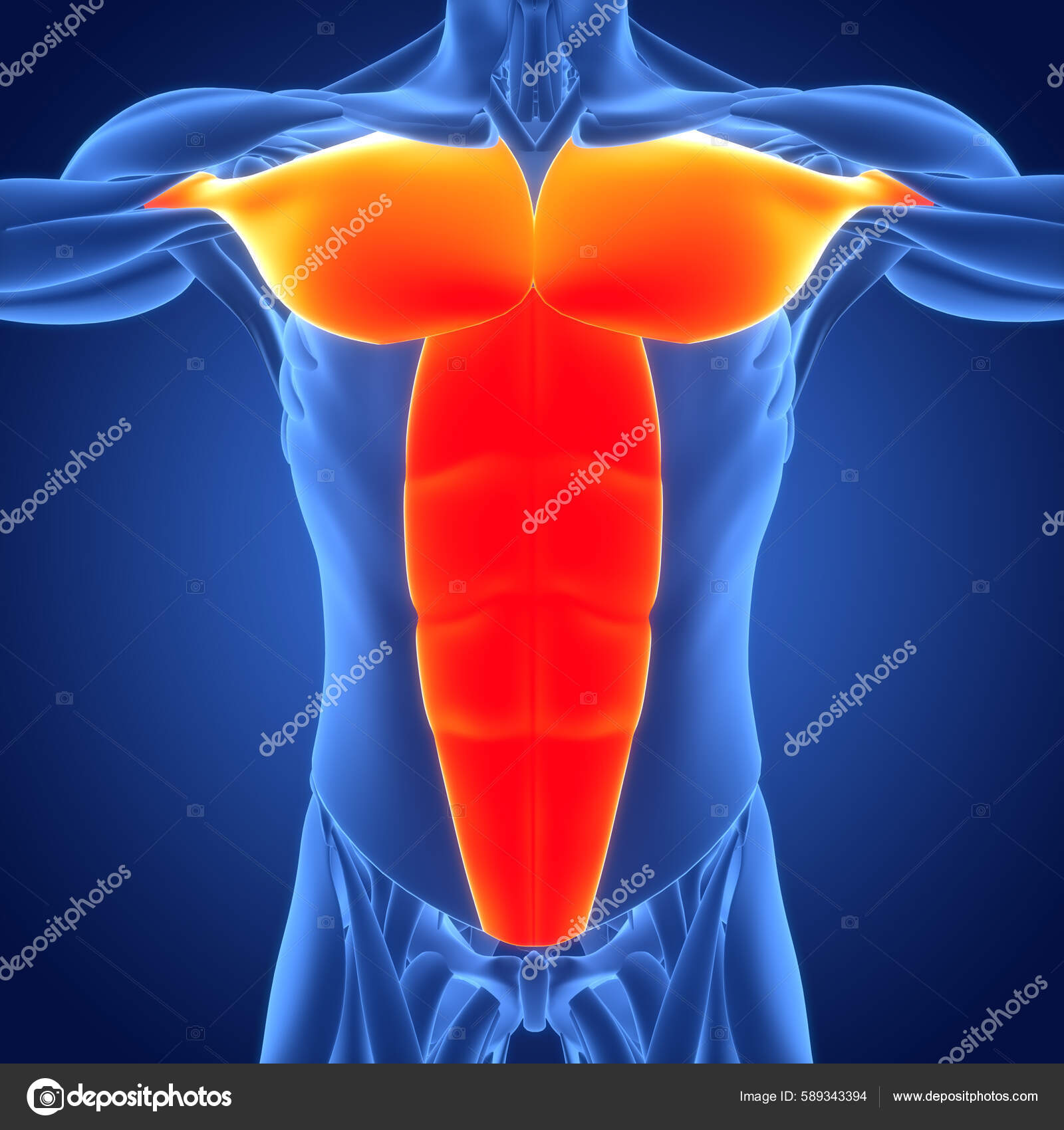 Anatomia Dos Músculos Tronco Sistema Muscular Humano — Fotografias de ...