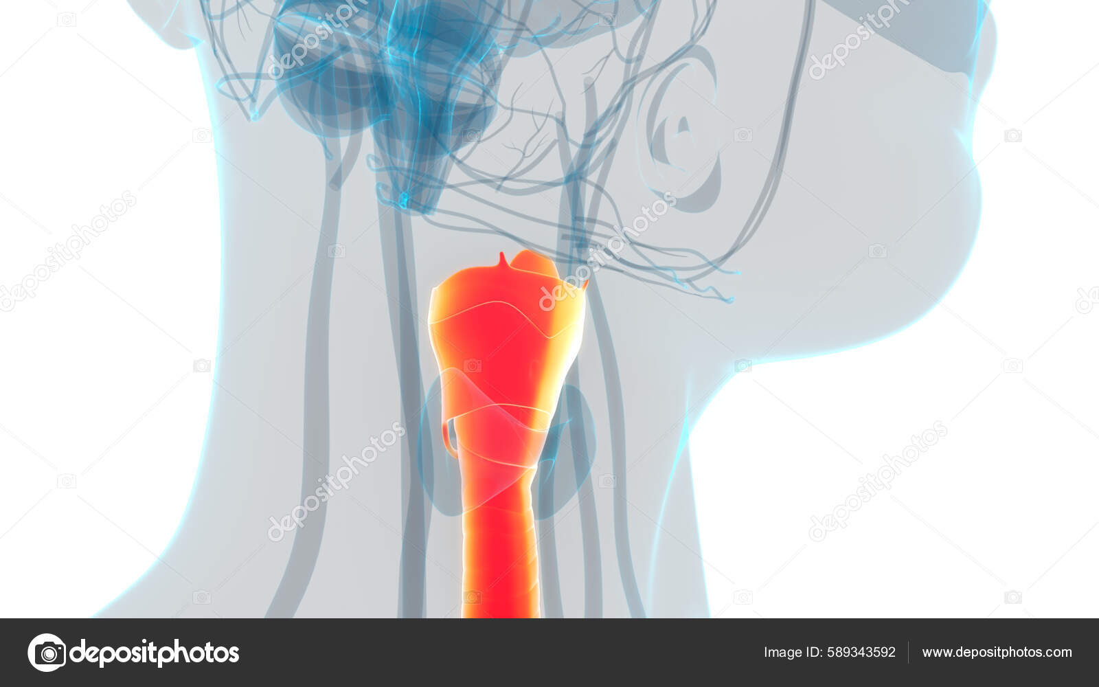 Sistema Respiratório Humano Laringe Faringe Anatomia — Fotografias de ...