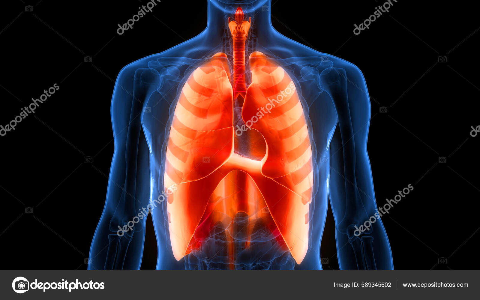 Humant Respirasjonssystem Lungs Anatomy Engelsk – stockfoto © magicmine ...