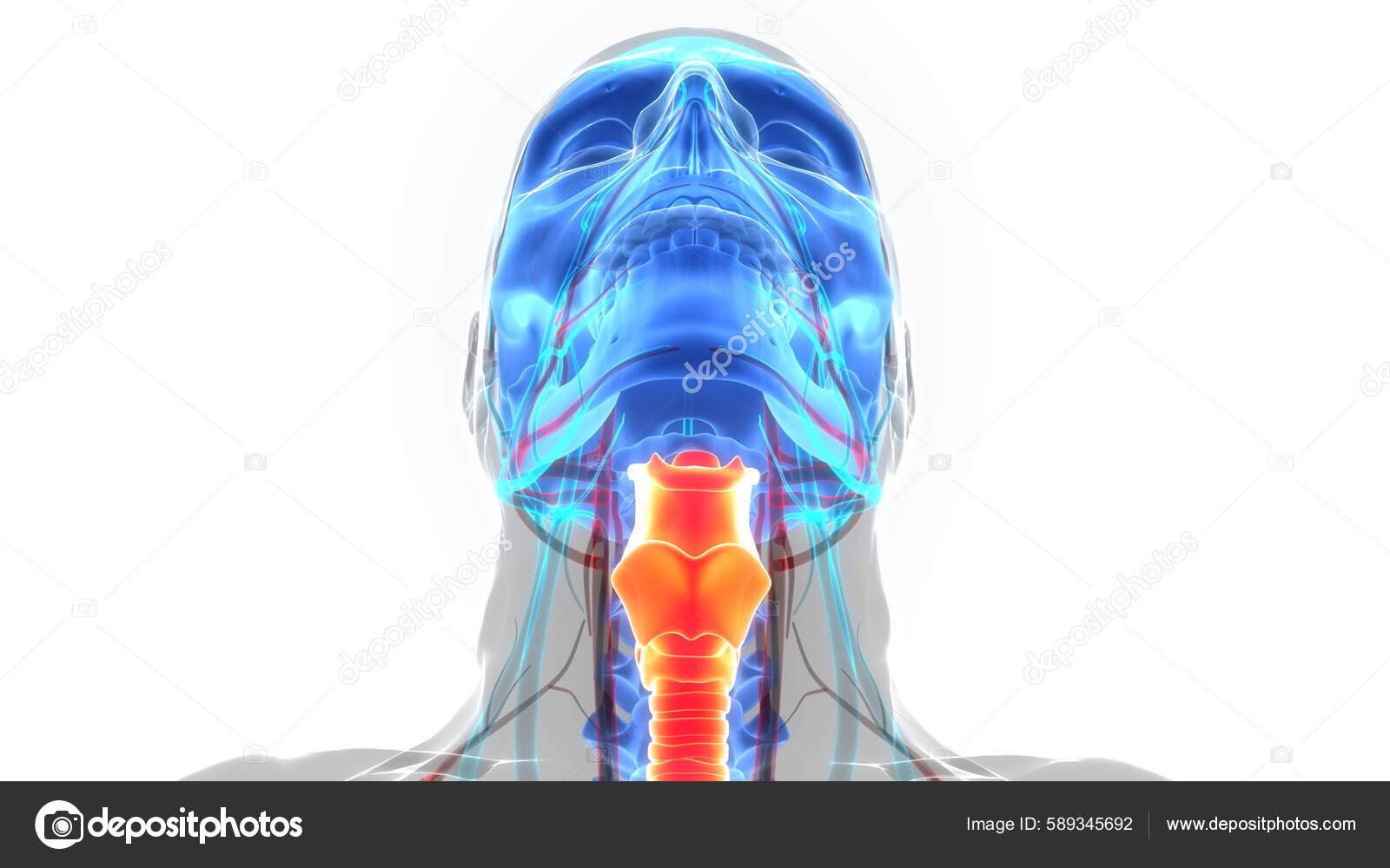 Pharynx Anatomy Function In Respiratory System
