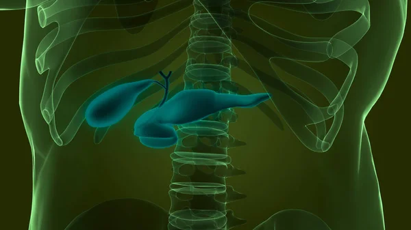 Human Pancreas Images - Search Images on Everypixel