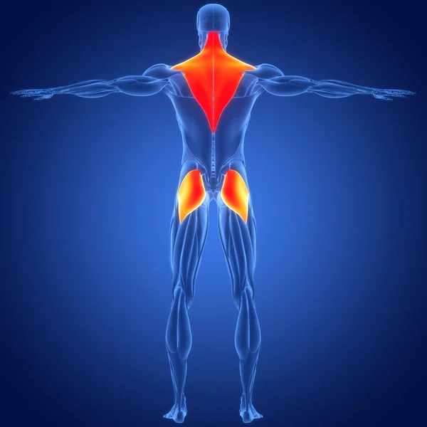 Human Muscular System Triceps Gluteus Maximus Muscles Anatomy Stock ...