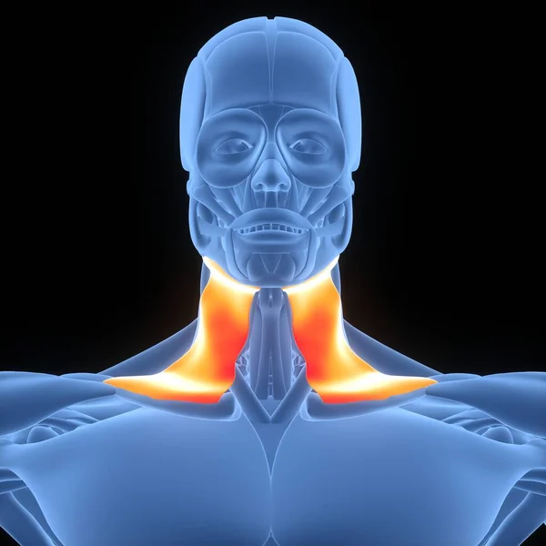 Neck anatomy Images - Search Images on Everypixel
