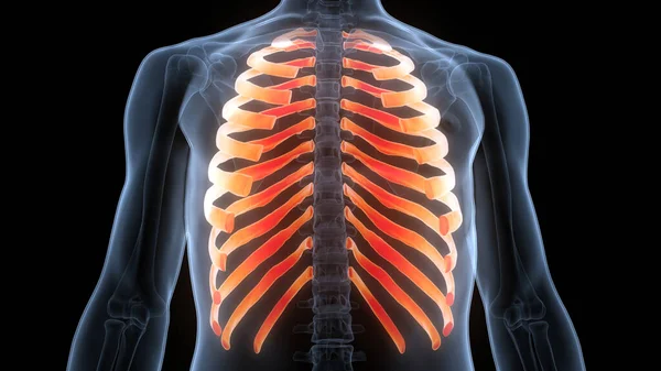Human Respiratory System Lungs Anatomy — Stock Photo © magicmine #320885196