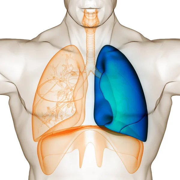 Pulmonary system of the human lung Stock Photos, Royalty Free Pulmonary ...