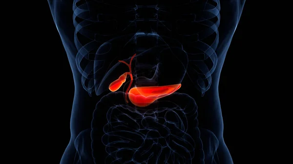 Human Pancreas Images - Search Images on Everypixel