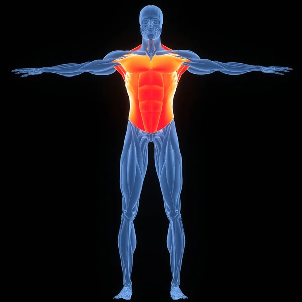 Human standing anatomy Images - Search Images on Everypixel