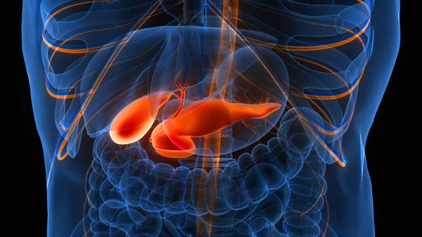 Human Internal Organ Pancreas Anatomy — Stock Photo © magicmine #367820094