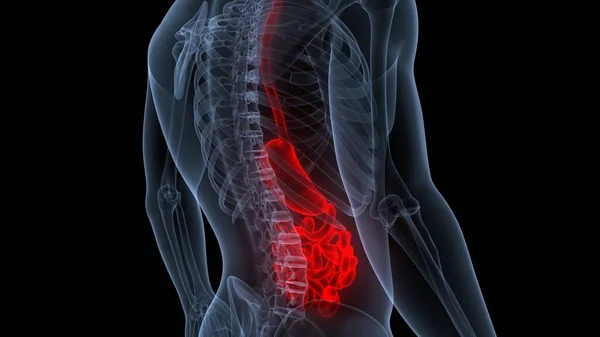 Sistem Pencernaan Manusia Perut Dengan Anatomi Usus Kecil — Foto Stok ...