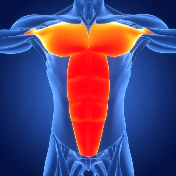 Human Muscular System Torso Muscles Anatomy — Stock Photo © magicmine ...