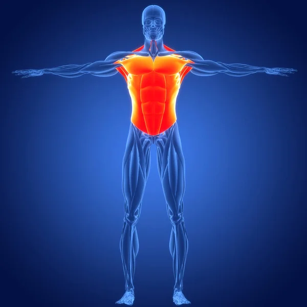 Muscle anatomy Images - Search Images on Everypixel