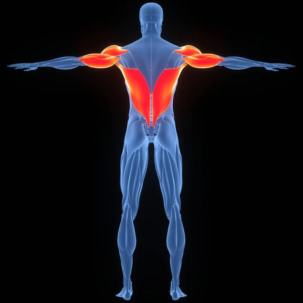 Human standing anatomy Images - Search Images on Everypixel