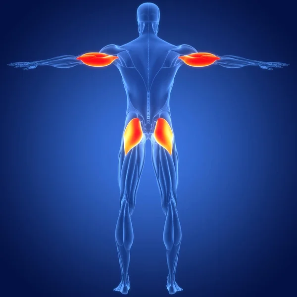 Anatomie Der Muskeln Des Menschlichen Muskelsystems - Stockfotografie ...