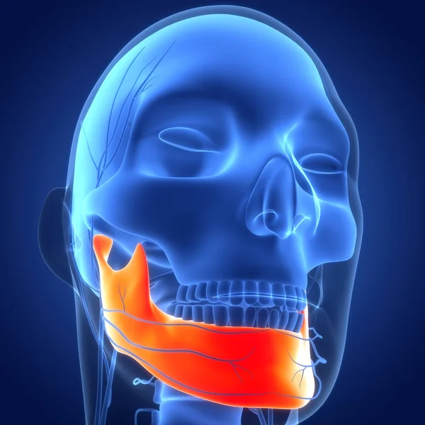 Human Skeleton System Skull Bone Parts Mandible Anatomy. 3D - Stock ...