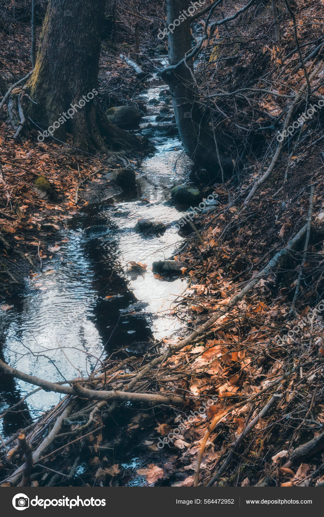 Stream Middle Forest — Stock Photo © Fiodoroffoto #564472952 Stream Middle Forest — Stock Photo © Fiodoroffoto #564472952