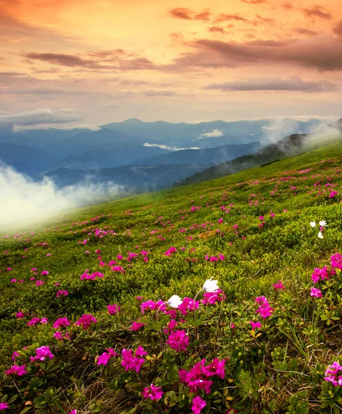 Mountain and flowers Stock Photos, Royalty Free Mountain and flowers ...