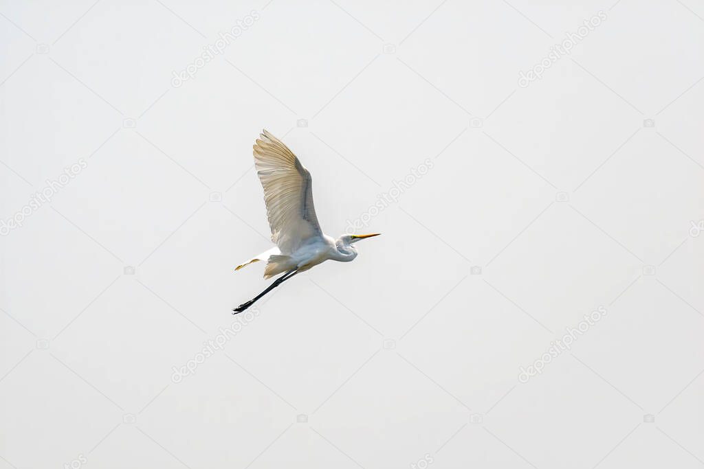 Gran garza blanca, Ardea alba, Pájaro volando en el cielo con las alas ...