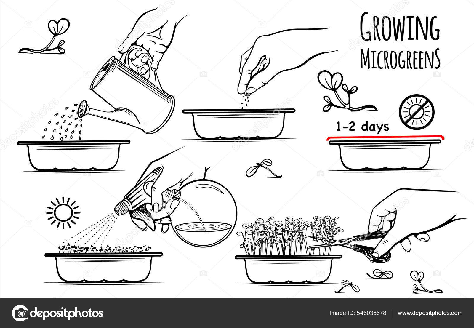 Growing microgreens set hand drawn sketch vector Stock Vector Image by ...