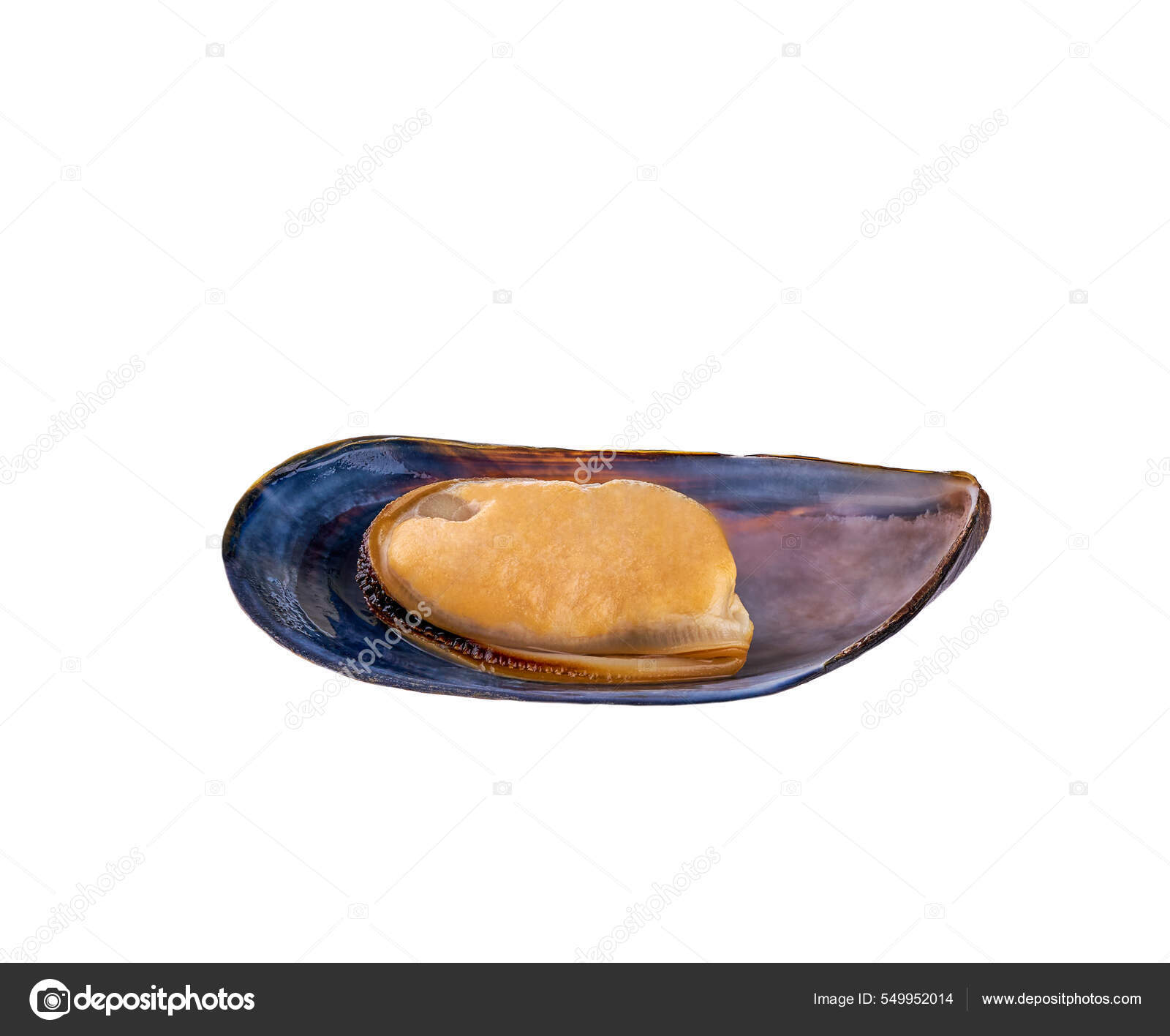 Fresh Half Boiled Mussel Isolated White Background — Stock Photo ...