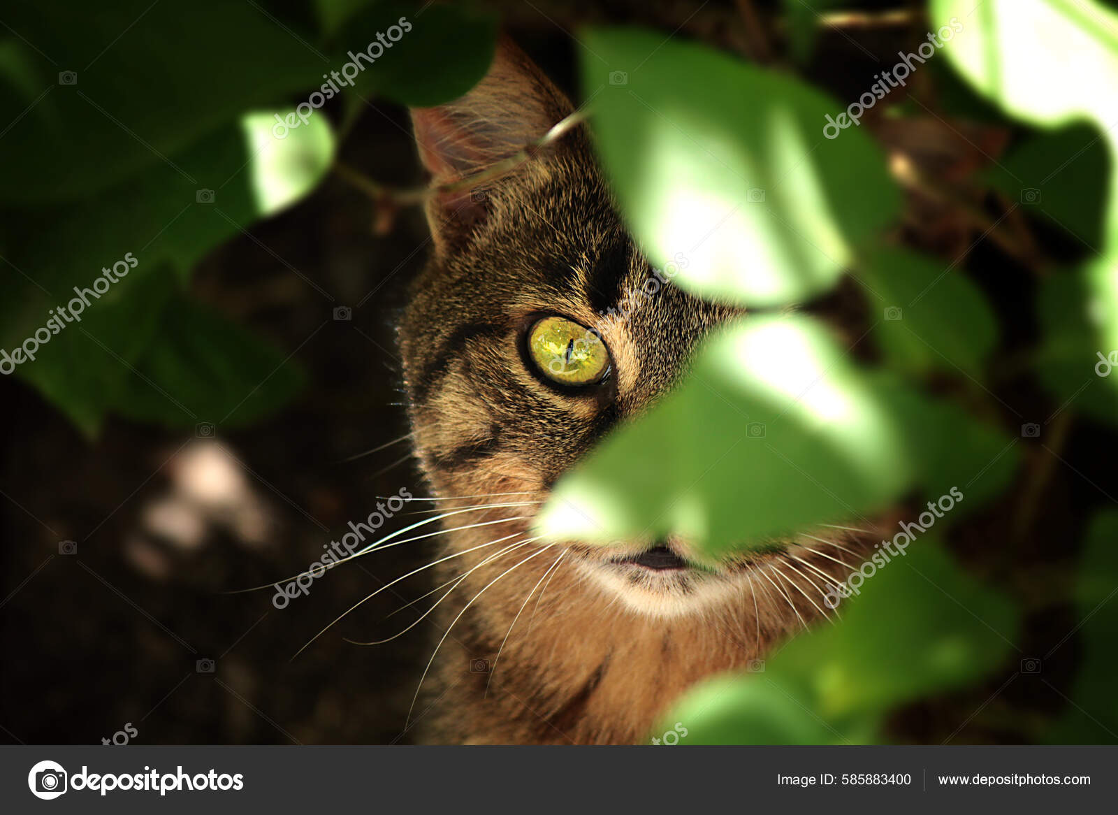 Curious Domestic Cat Look Close — Stock Photo © CatchC #585883400
