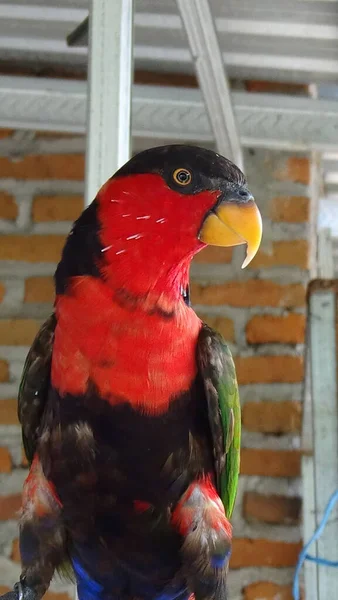 Aves colombia Stock Photos, Royalty Free Aves colombia Images ...