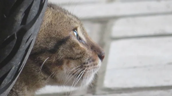 CAT HEAD A CAT HIDEN near tire only show her head with blurry tile ...