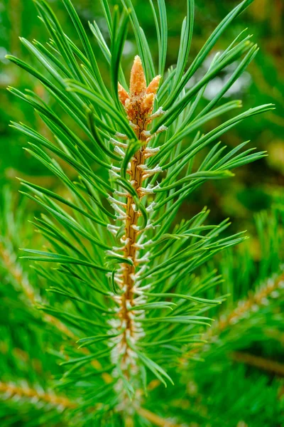 Close-up of a pine tree with green needles. Small pine buds at the ends ...