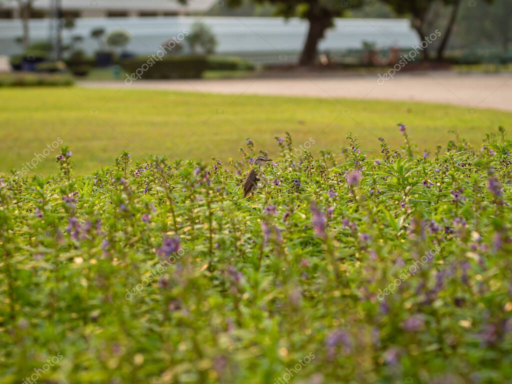 Un pajarito entre la vegetación de primavera. Escondido en los arbustos ...