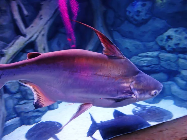 Freshwater Cigar Shark