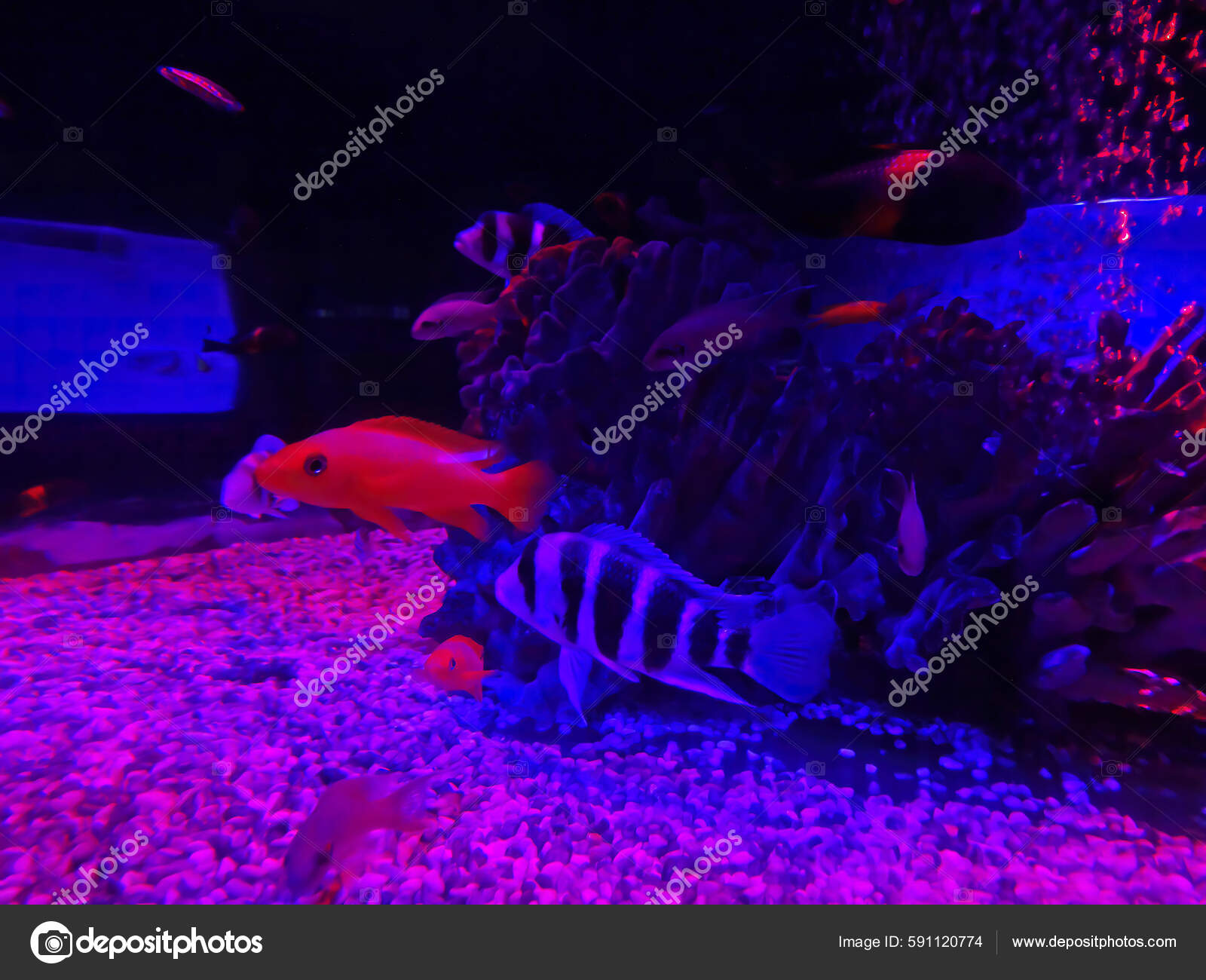 Fenestratus Cichlids Isolated Black Background Protomelas Fenestratus ...