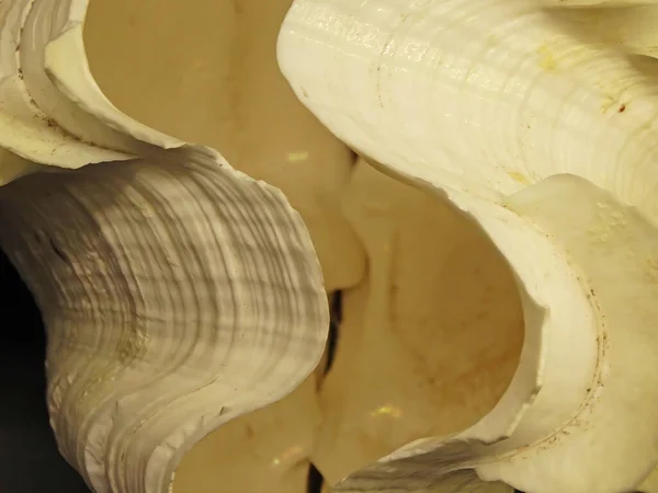 Giant clam shell Stock Photos, Royalty Free Giant clam shell Images ...