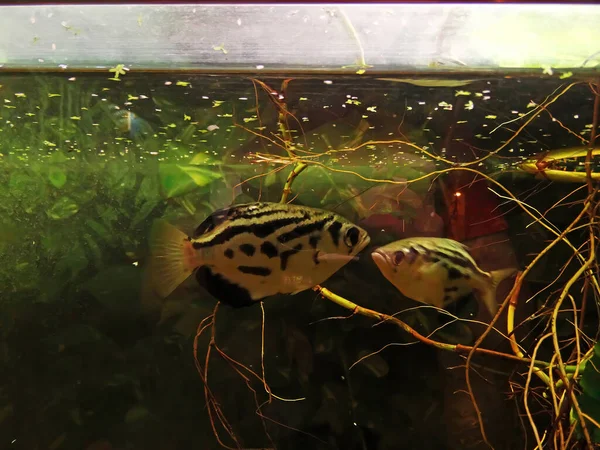 Hatchery fish Stock Photos, Royalty Free Hatchery fish Images ...