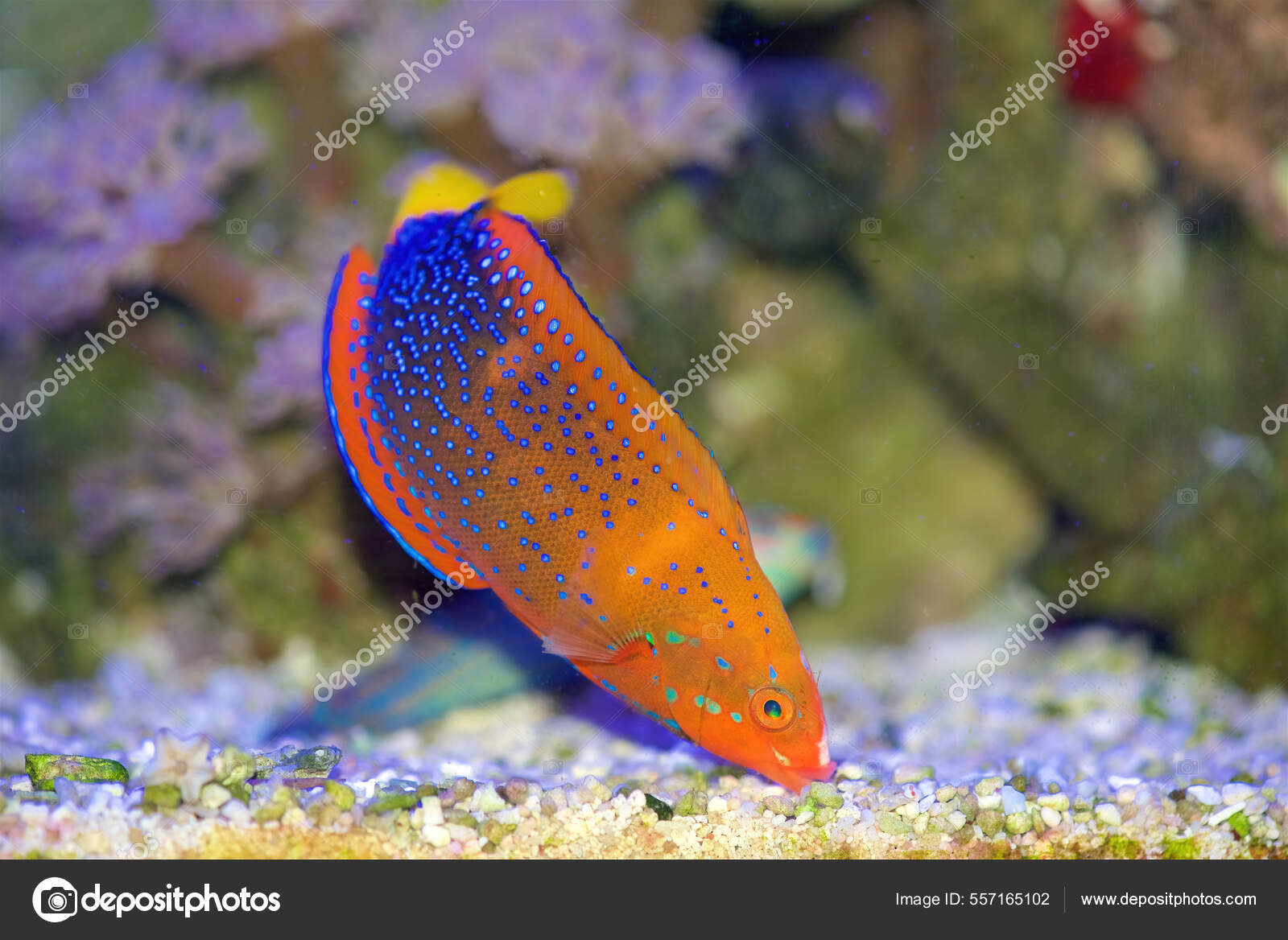 Red Coris Wrasse