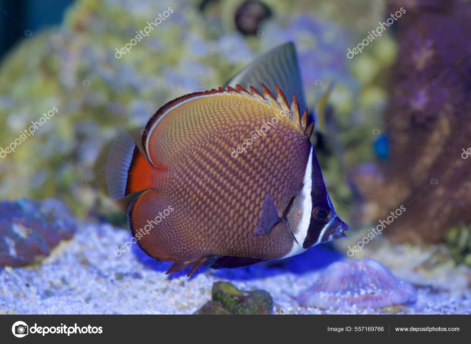 Pakistán Butterflyfish Chaetodon Collare También Conocido Como Red ...