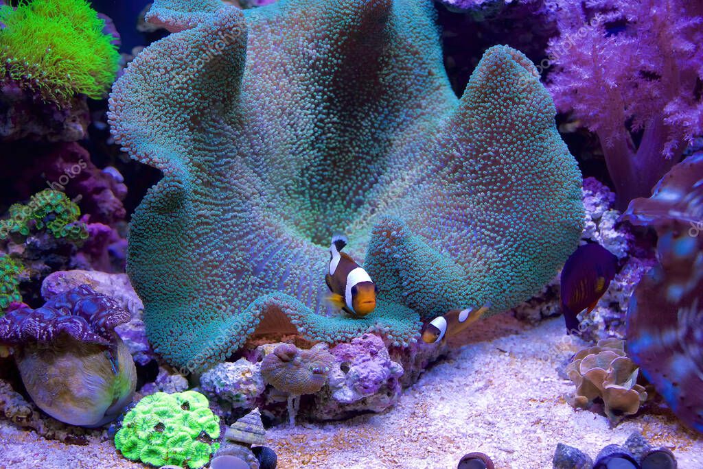 Amphiprion polymnus, tambi n conocido como pez payaso o pez an mona aleta amarilla buscan ...