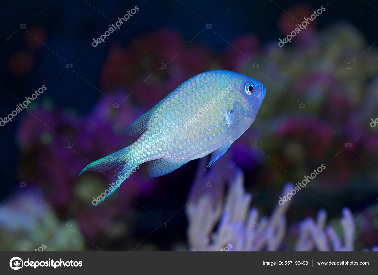 Chromis Verde Azul Chromis Viridis Pez Acuario Popular Pacífico Los ...