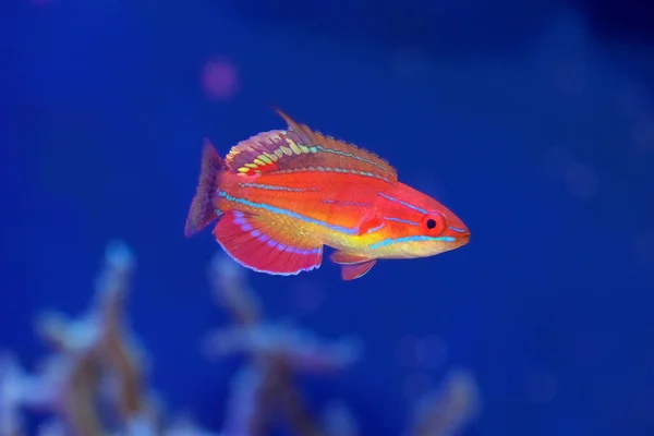 Filamented Flasher Wrasse