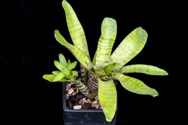 Tank bromeliad Stock Photos, Royalty Free Tank bromeliad Images ...