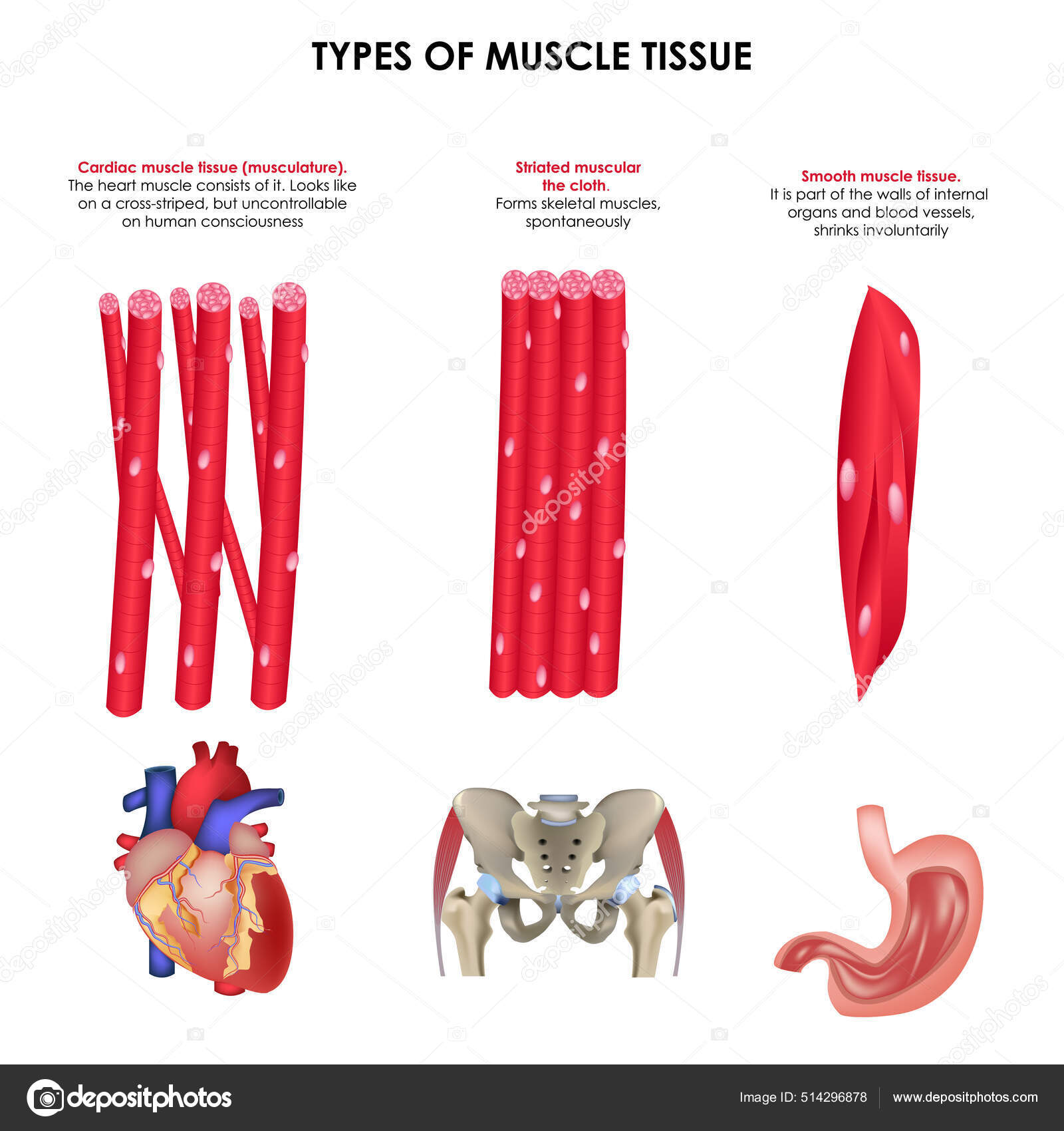 Types of muscle tissue. Realistic medical illustration. Stock Vector ...