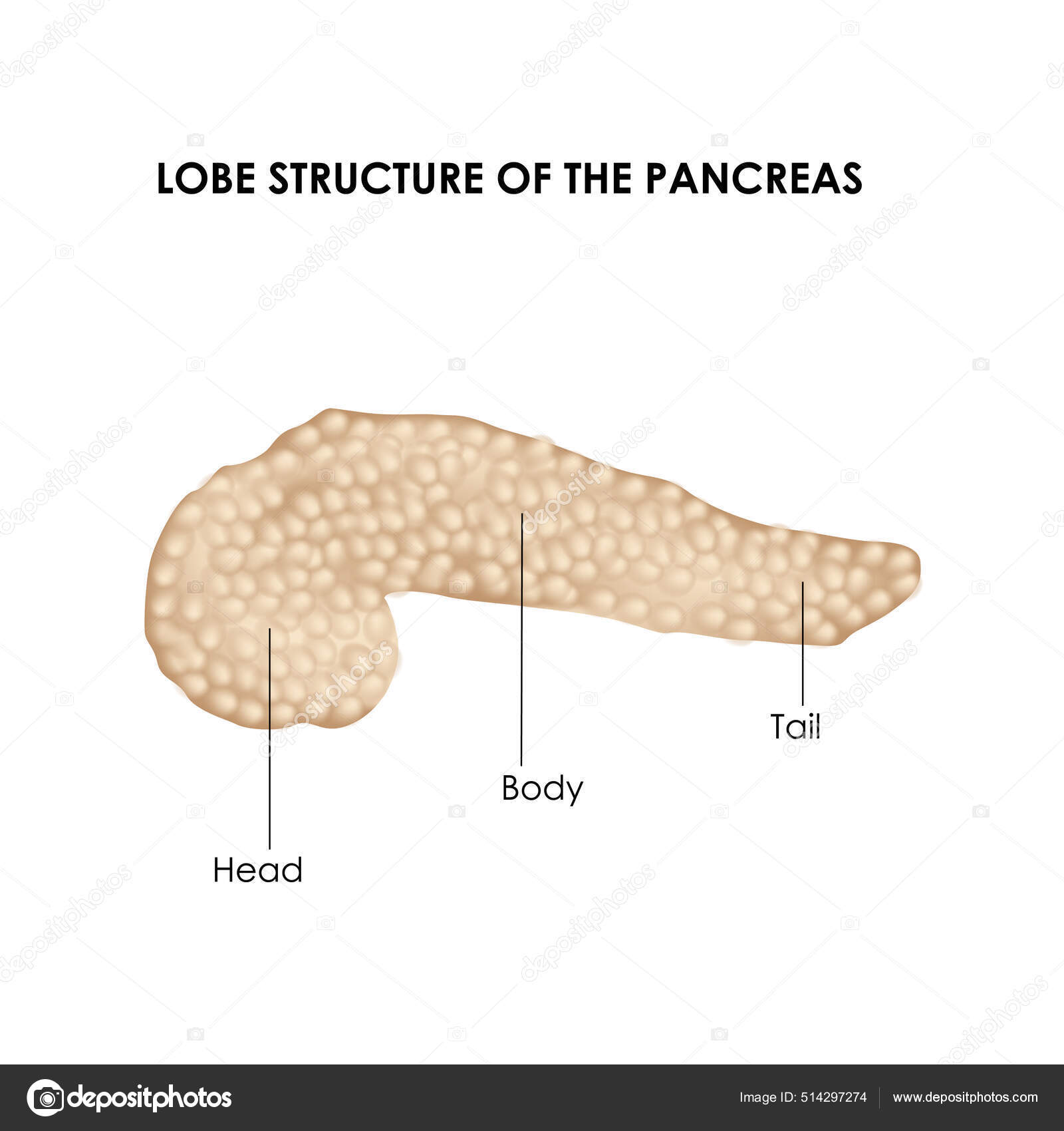 Pancreas areas. Realistic medical illustration. Stock Vector Image by ...